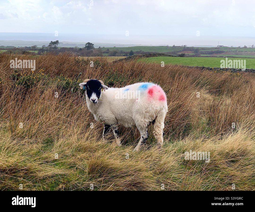 Herdwick sheep on the fell in Lake District UK with smit markings ...