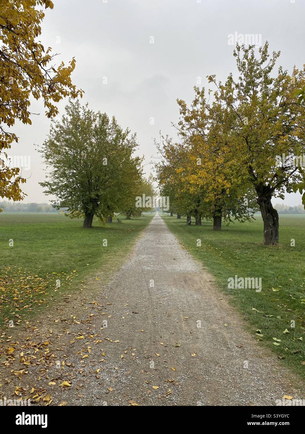 Walk along a tree-lined street Stock Photo - Alamy