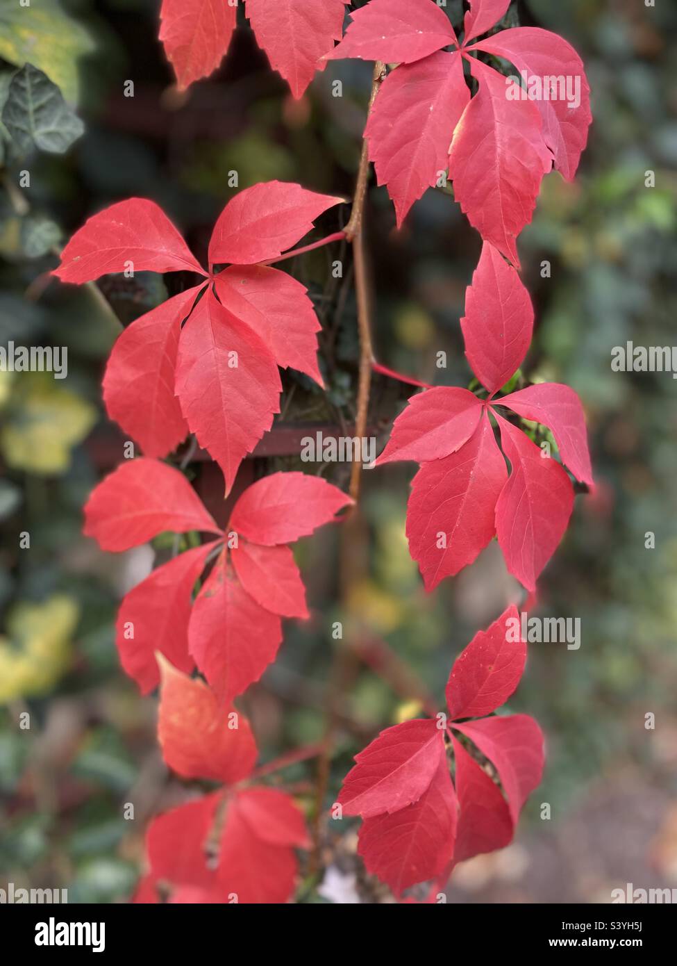 Red virginia creeper leaves hi-res stock photography and images - Alamy