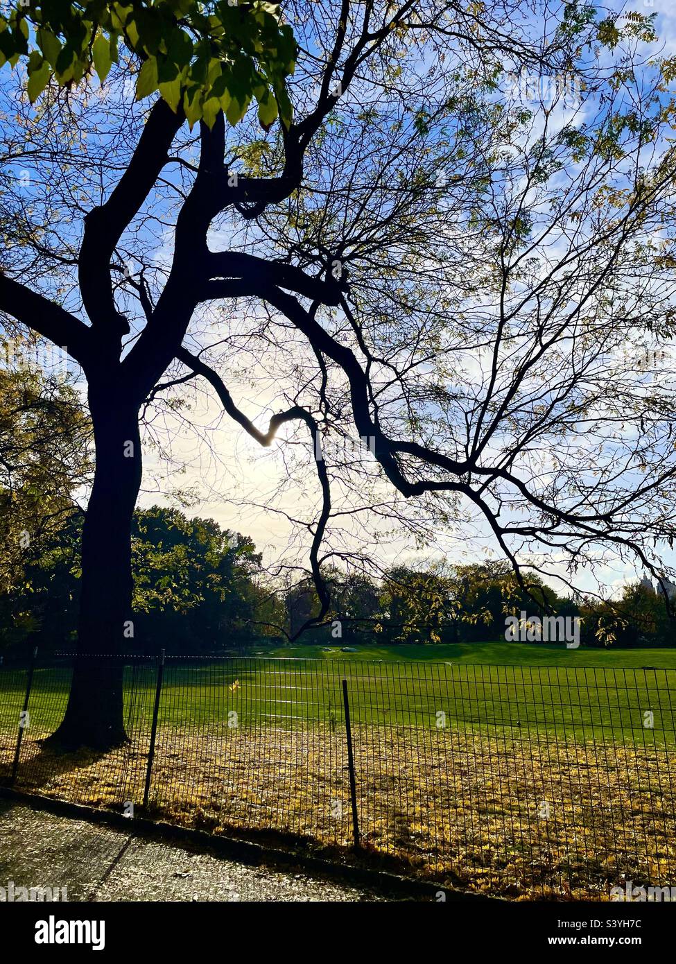 Silhouette of a Tree with twisted branches and golden fallen leaves on ...