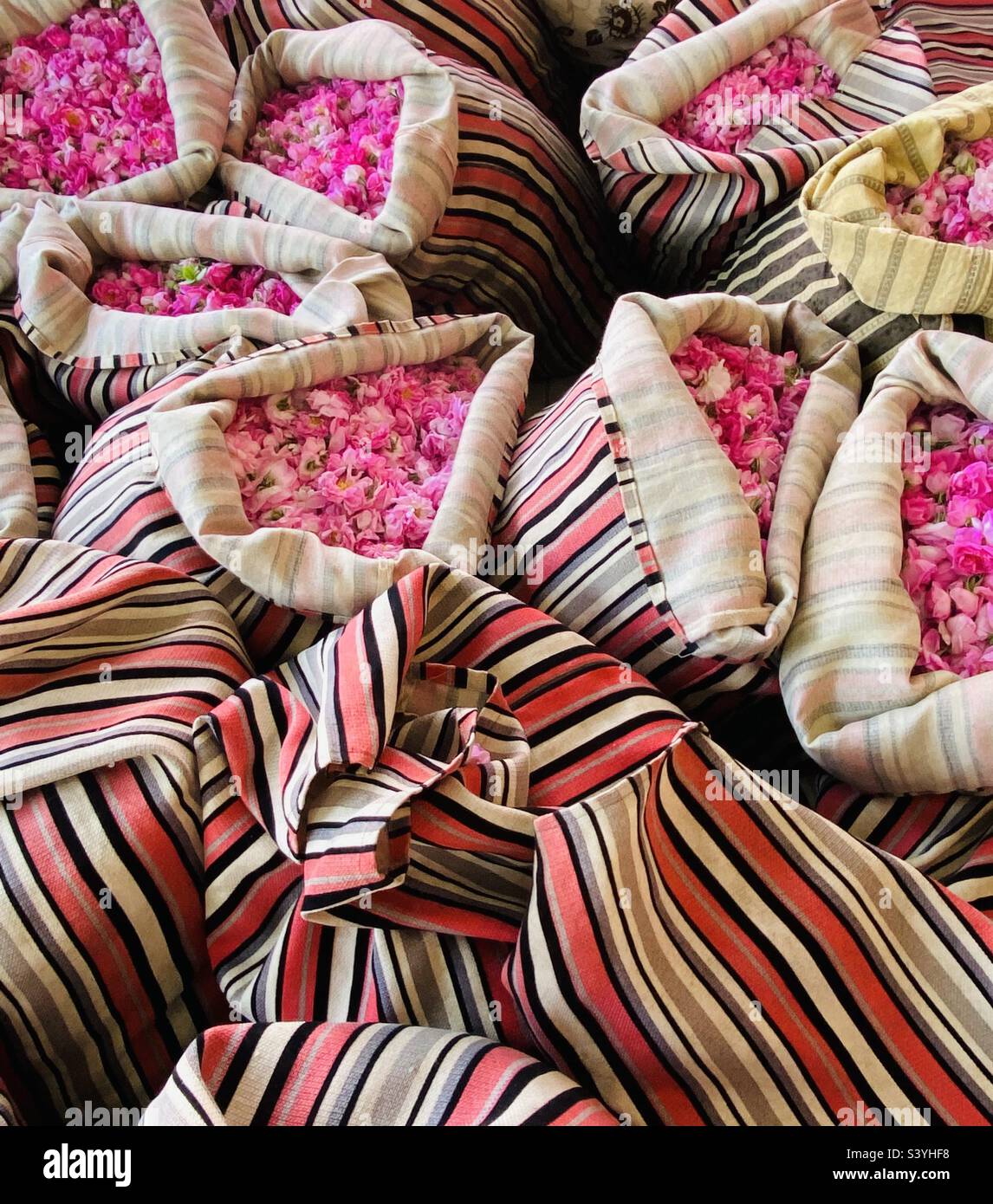 Taif rose hi-res stock photography and images - Alamy