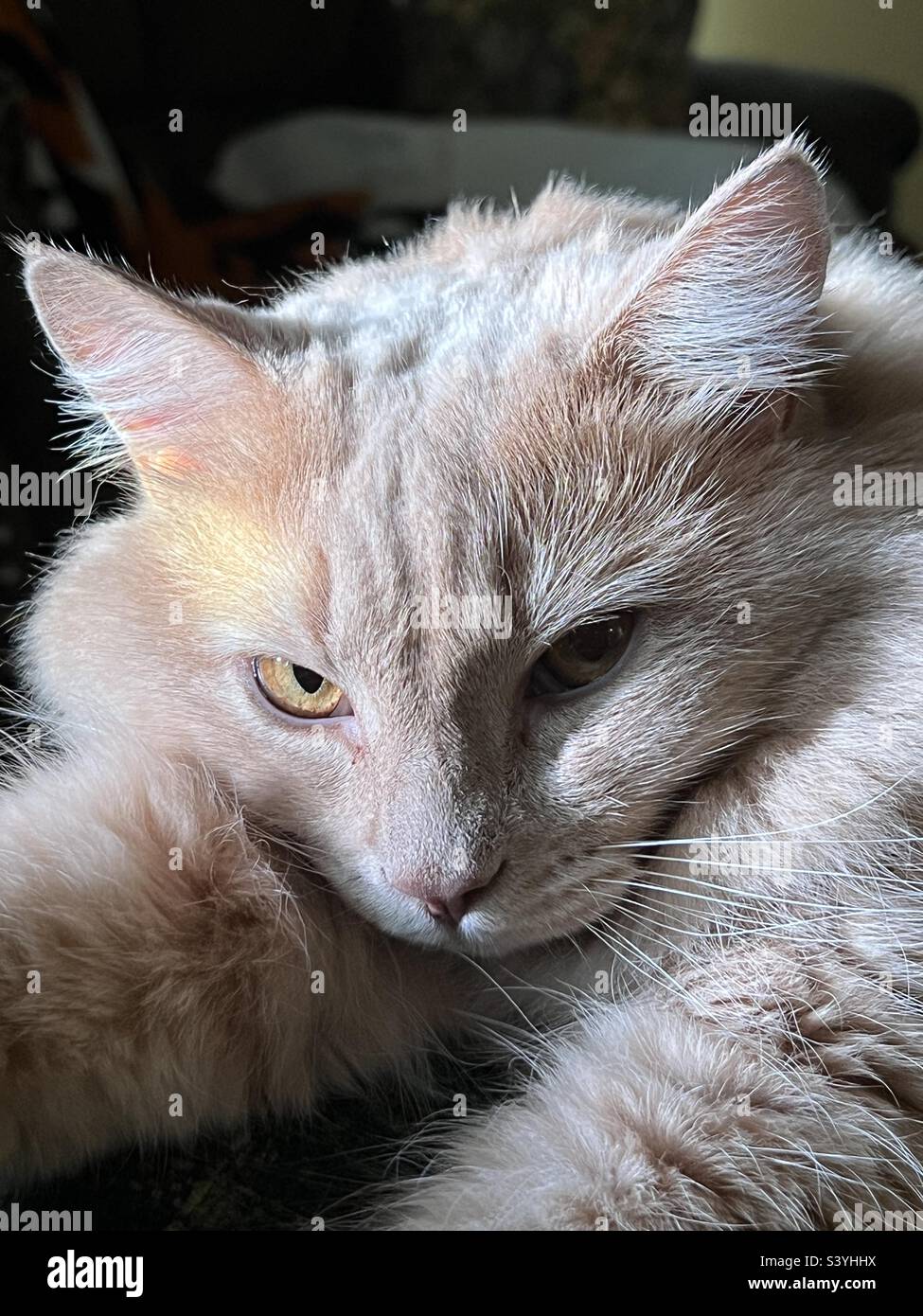 Beige cat hair hi-res stock photography and images - Alamy