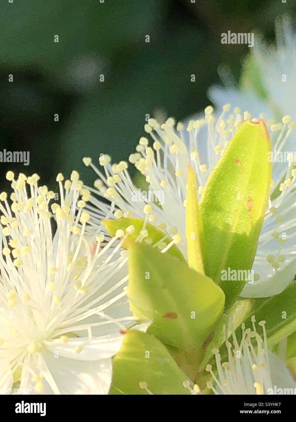 Myrtus communis bouquet hi-res stock photography and images - Alamy