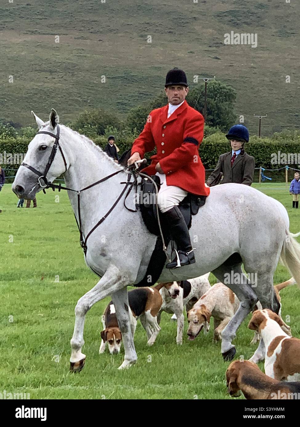 Stag hunter in a red hunting jacket rides a white horse with staghounds ...