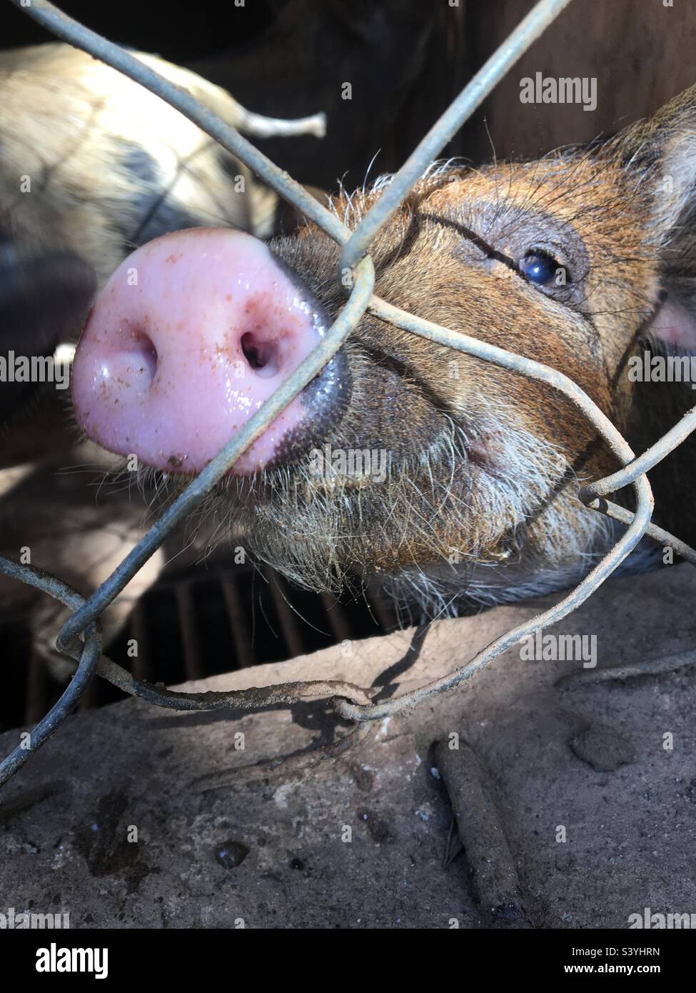 Pinky nose hi-res stock photography and images - Alamy