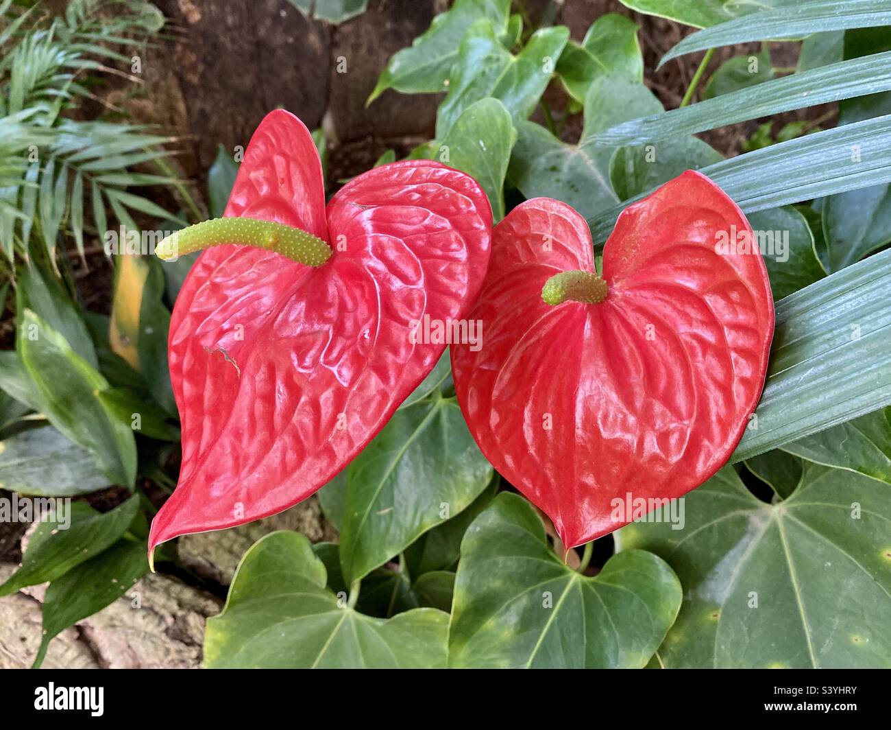 Two red anthurium flowers in a garden Stock Photo - Alamy