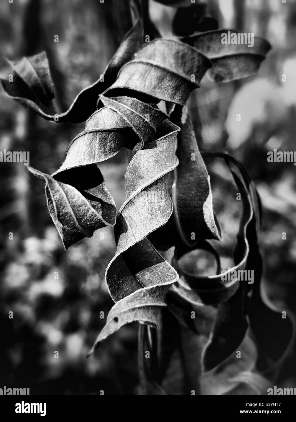 Curled leaves hi-res stock photography and images - Alamy