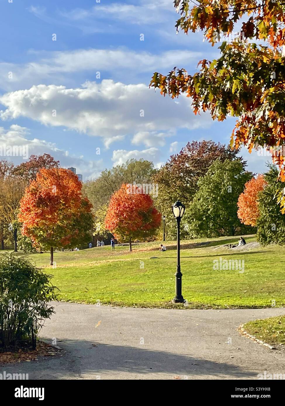 Three red trees and the lamp post in Central Park, New York City, USA ...
