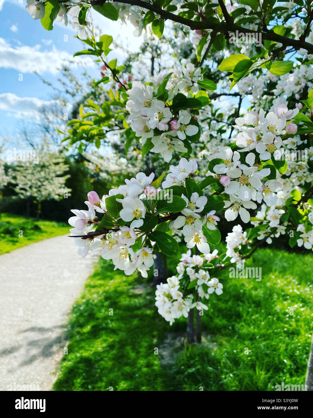 British springtime,Milton Keynes,Buckinghamshire,United Kingdom UK ...