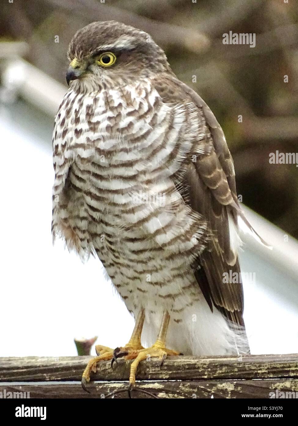 Sparrowhawk feathers hi-res stock photography and images - Alamy