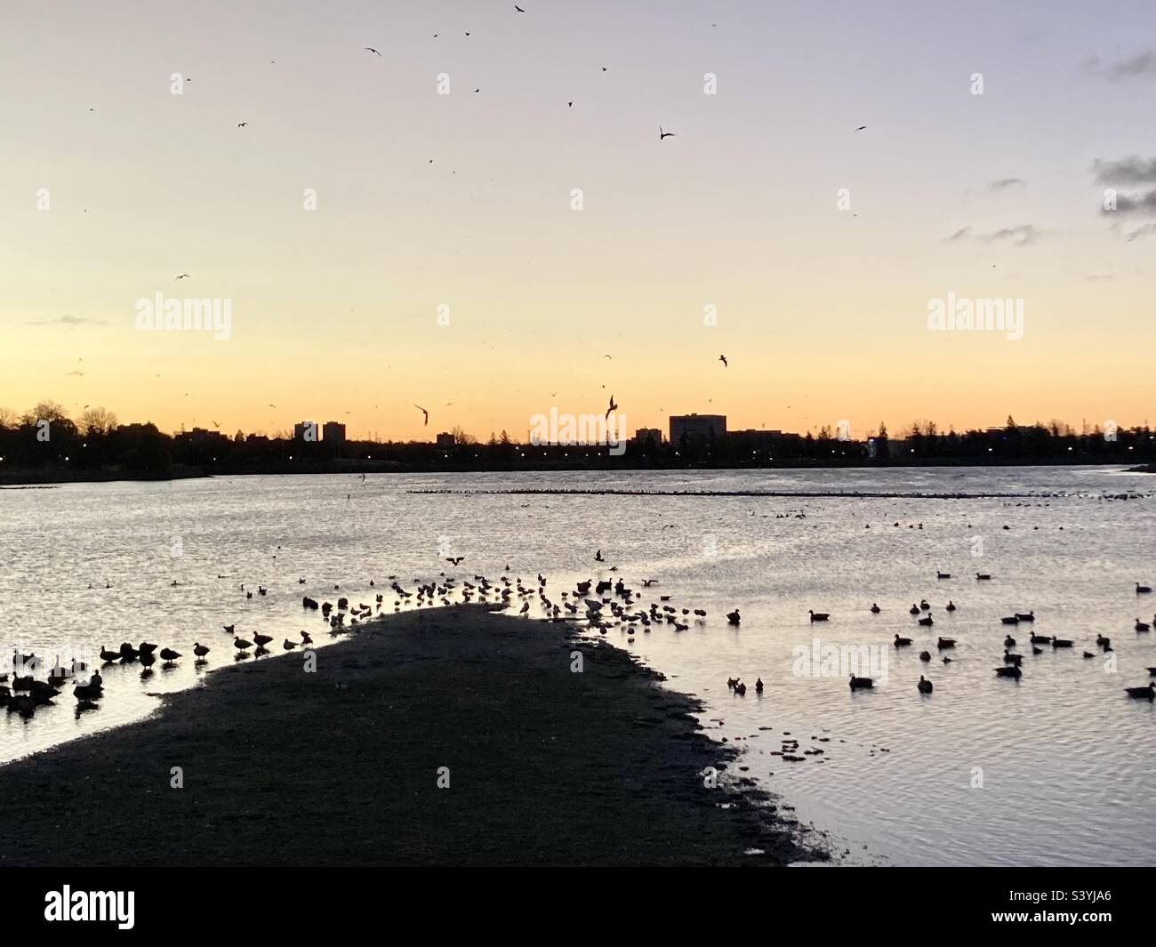 Sunrise birds hi-res stock photography and images - Alamy