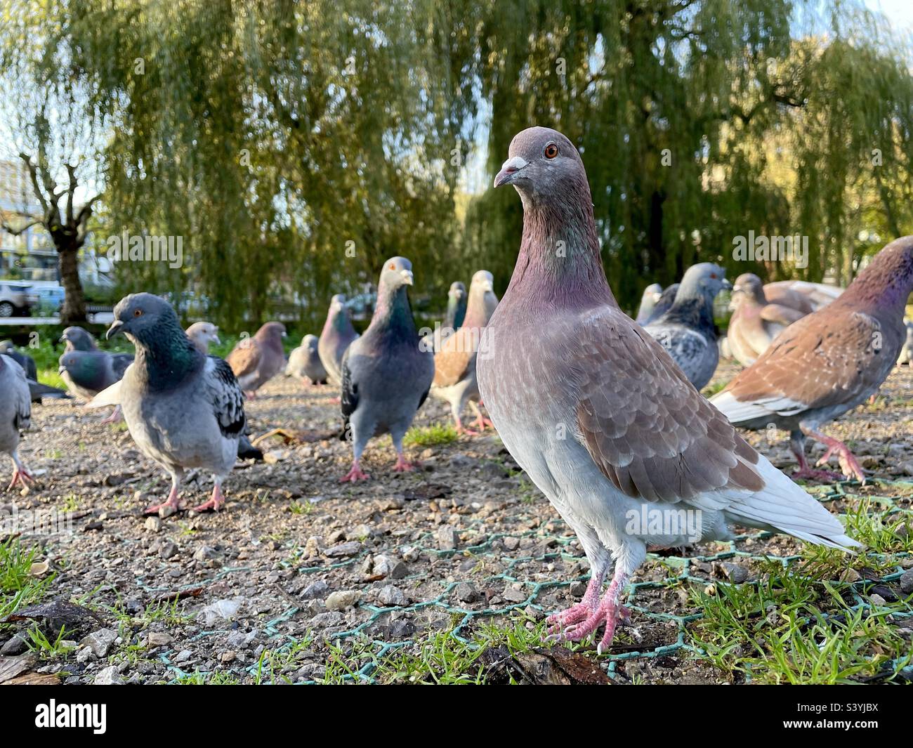Pigeon looking at the camera hi-res stock photography and images - Alamy