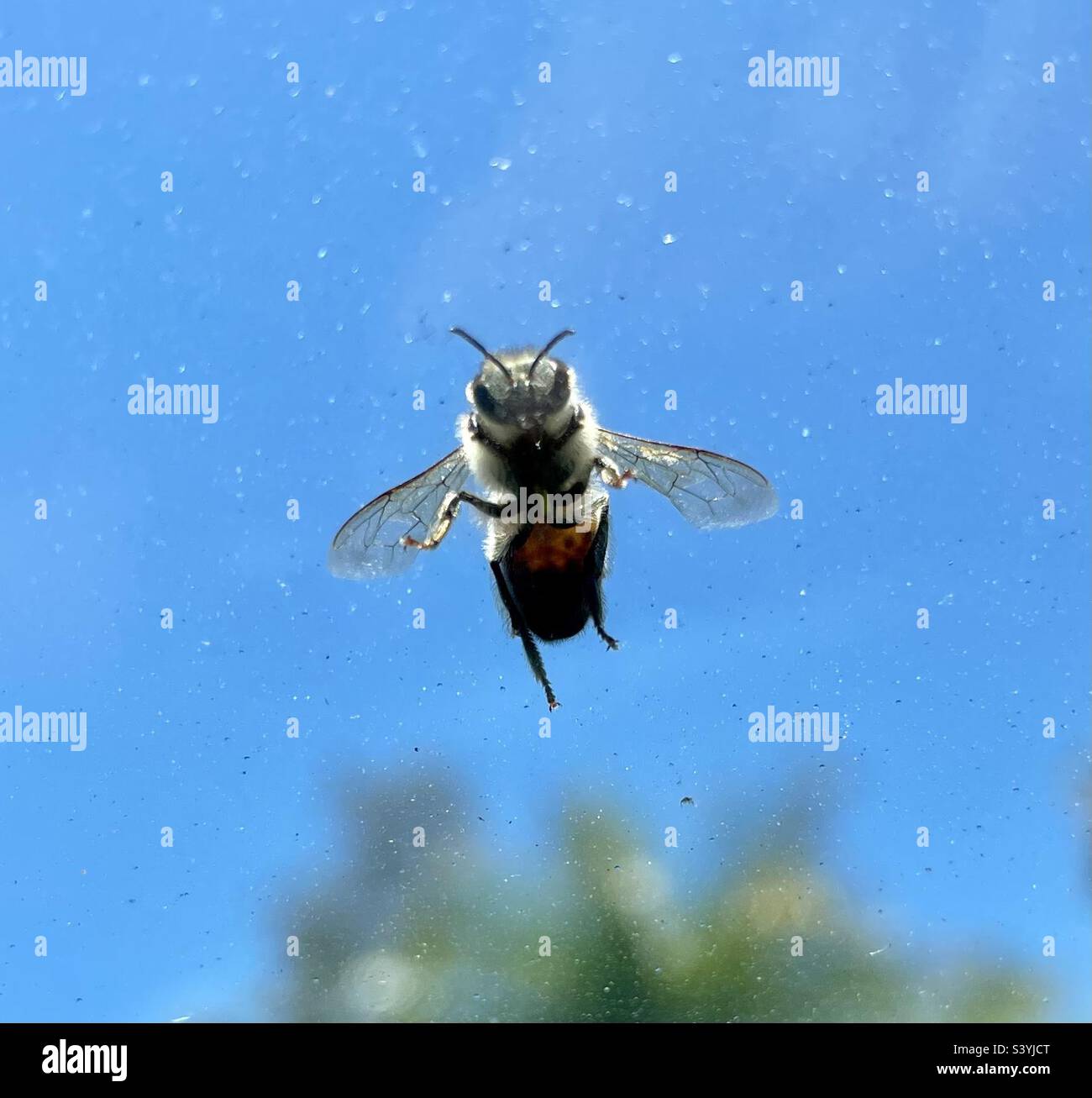 Let me bee hi-res stock photography and images - Alamy