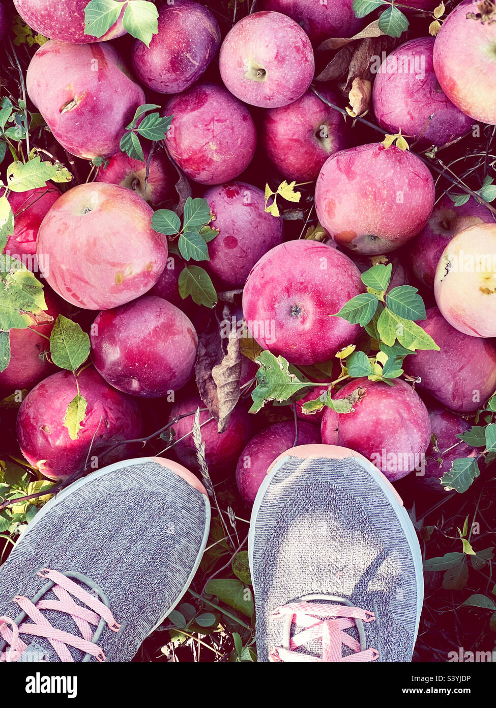 Falling apple hi-res stock photography and images - Alamy