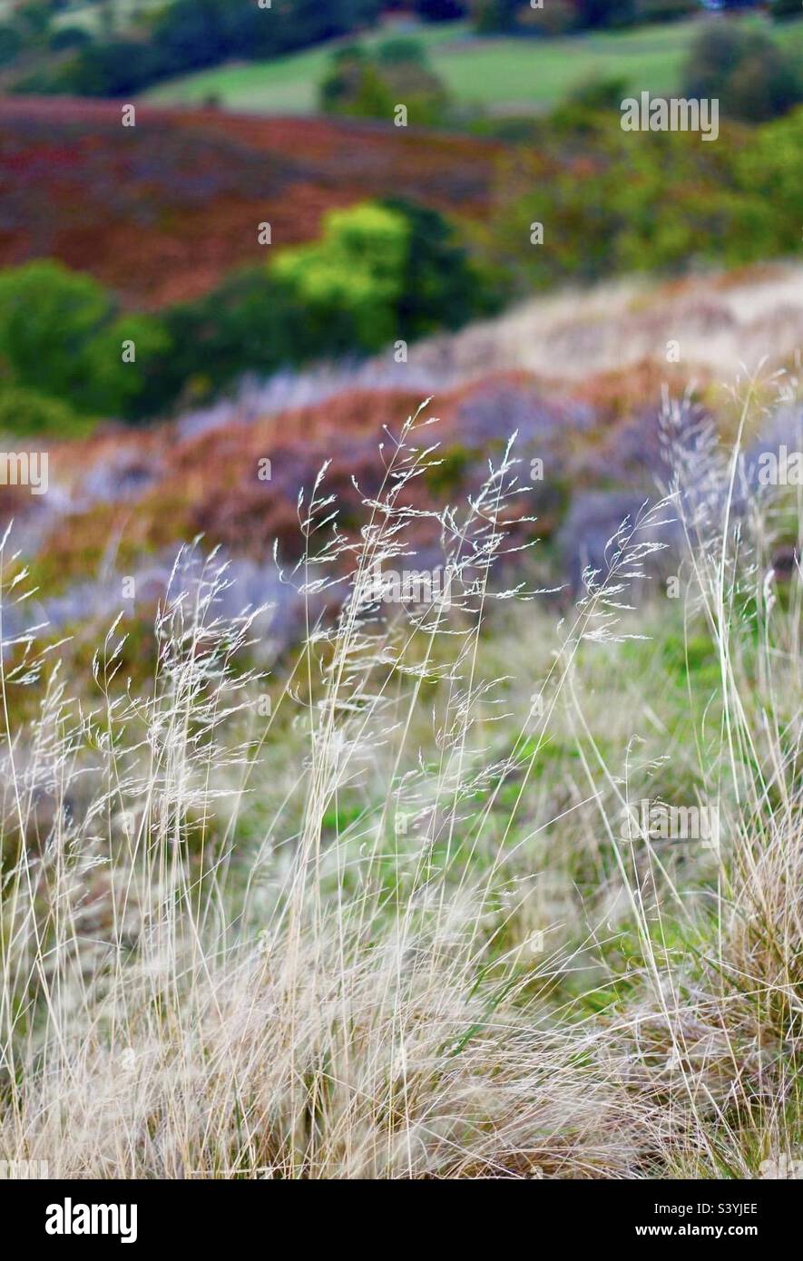 Heather autumn hi-res stock photography and images - Alamy