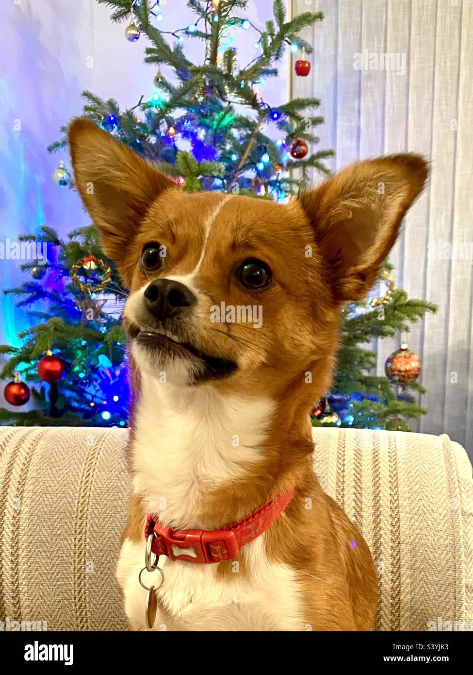 Pet christmas dog hi-res stock photography and images - Alamy