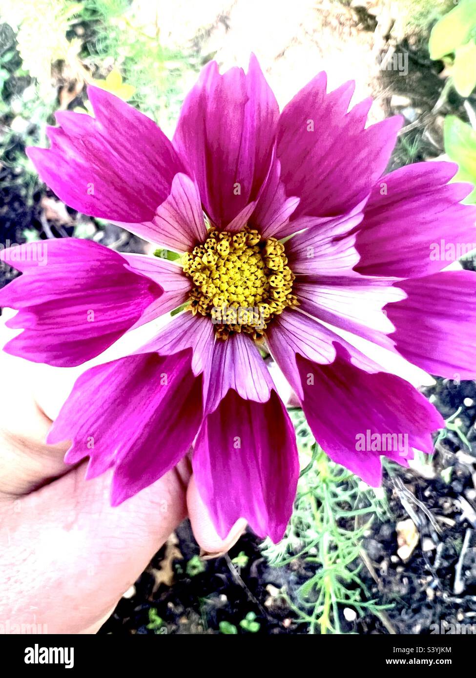 Fluted flowers hi-res stock photography and images - Alamy