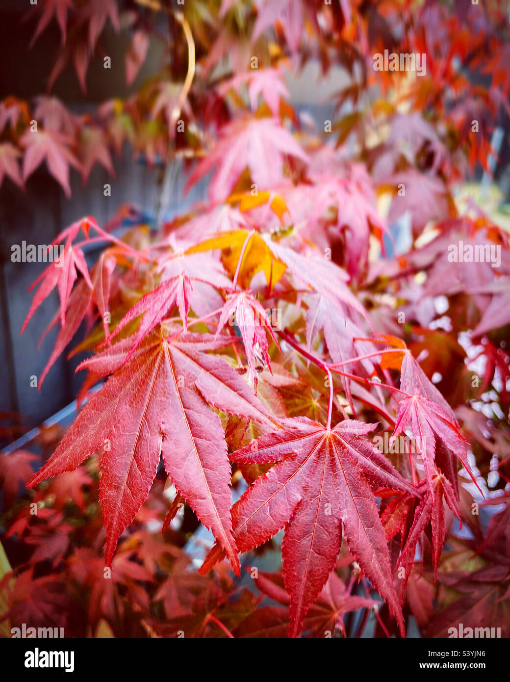 Japanese yoga hi-res stock photography and images - Alamy
