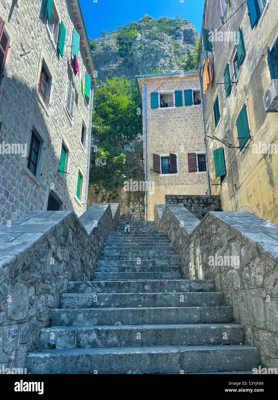 Cat on steps in Kotor Montenegro Stock Photo - Alamy