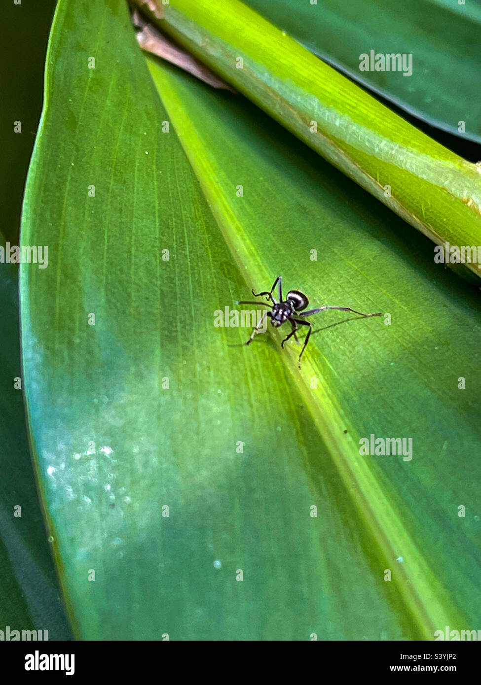 Bug_life hi-res stock photography and images - Alamy