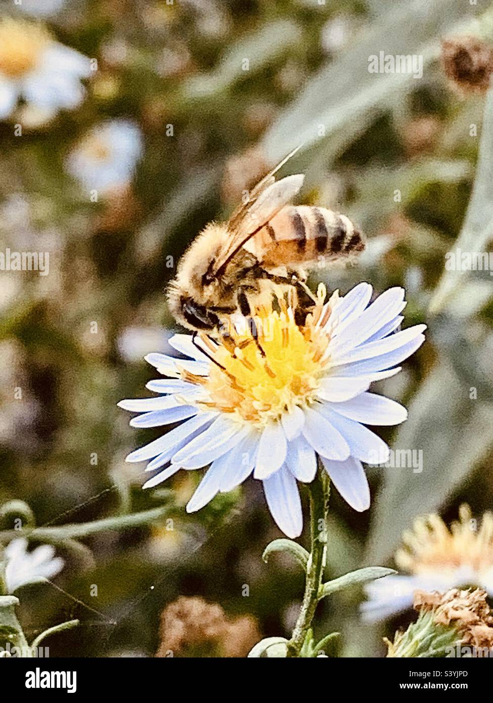 White flower with honey bee hi-res stock photography and images - Alamy