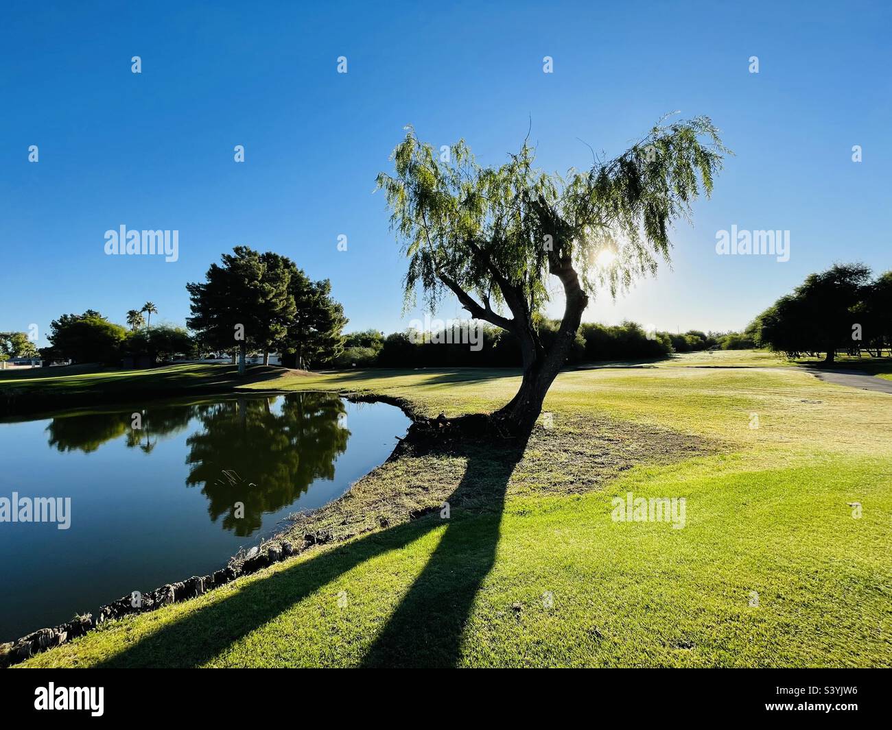 Early morning backlighting and long willow tree shadow with ballet like ...