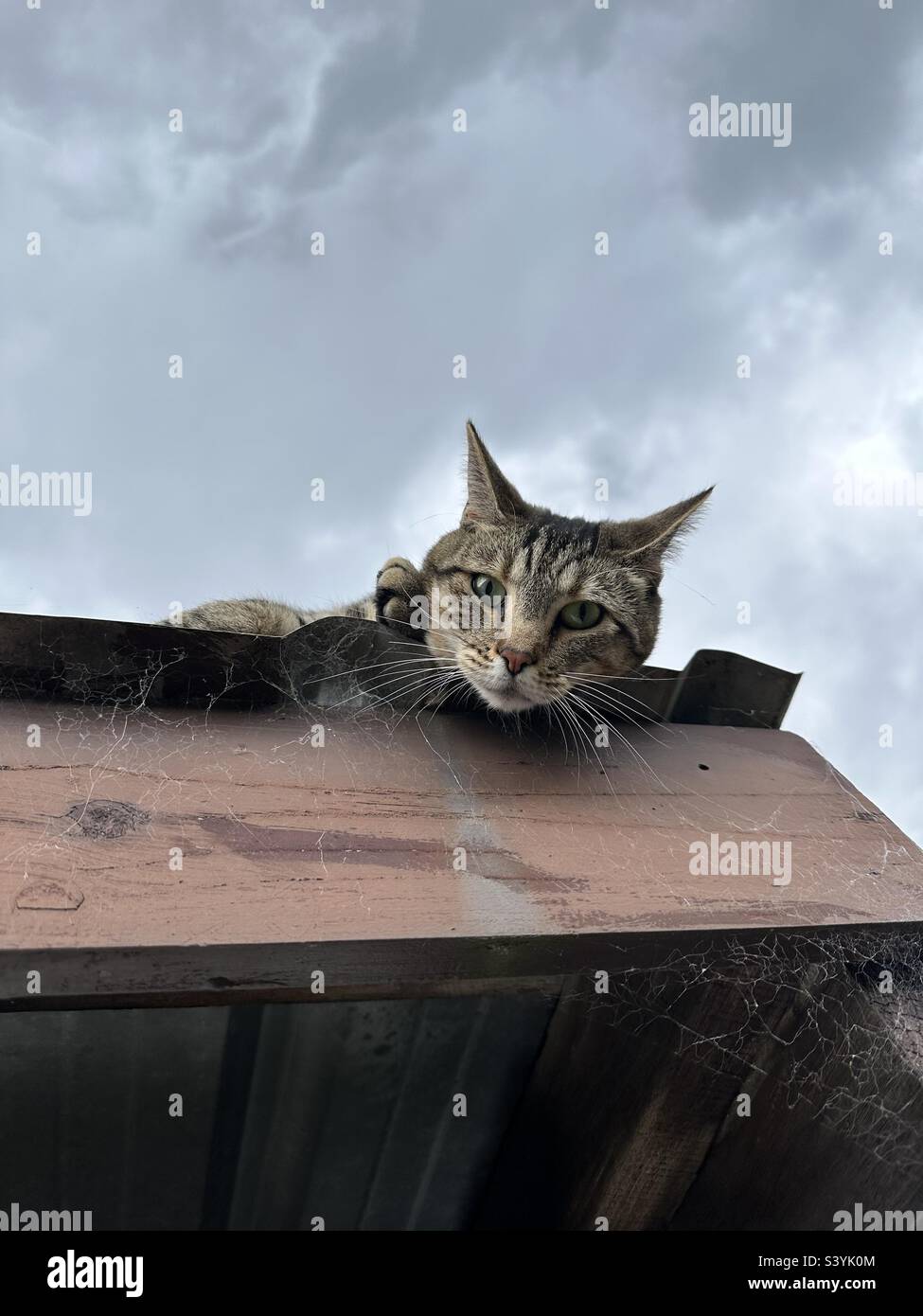 Cat roof sky cat hi-res stock photography and images - Alamy