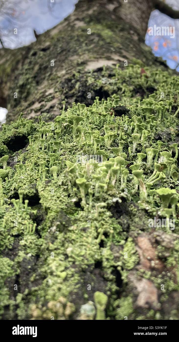 Mould nature hi-res stock photography and images - Alamy