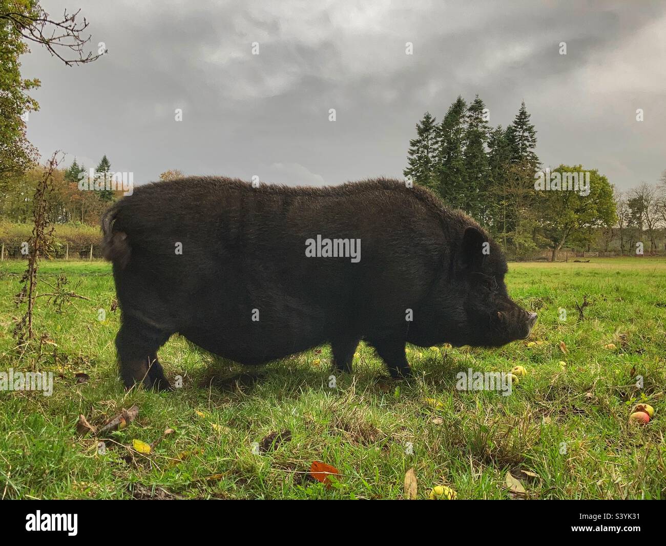 Wild Boar eating apples Harewood House Estate West Yorkshire Stock ...