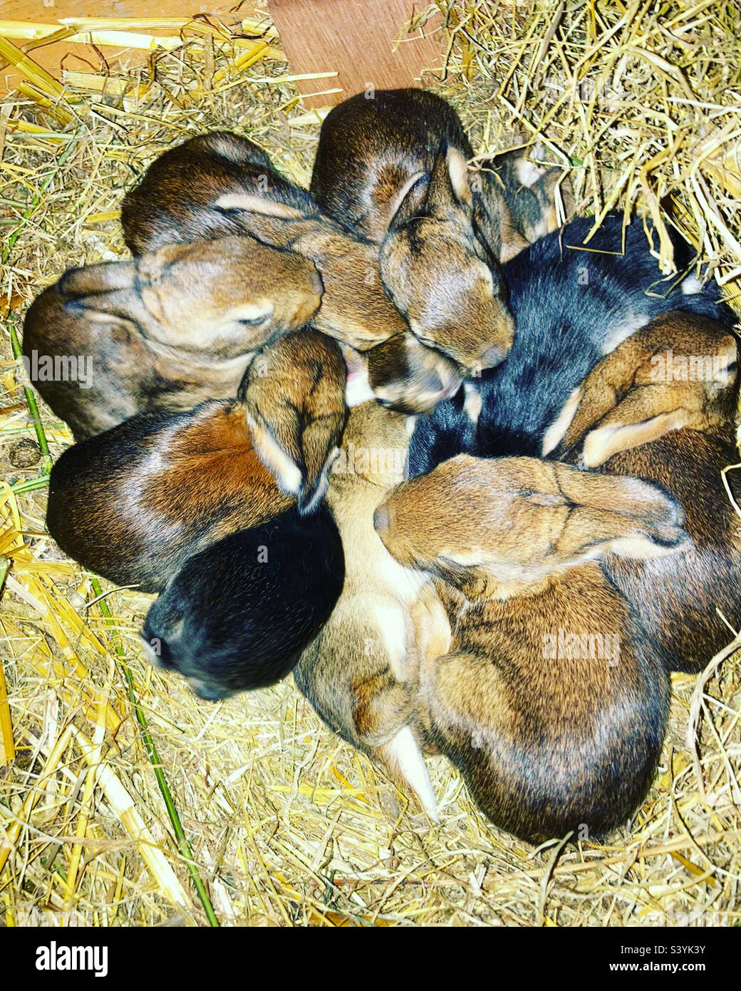 Rabbits and hares hi-res stock photography and images - Alamy