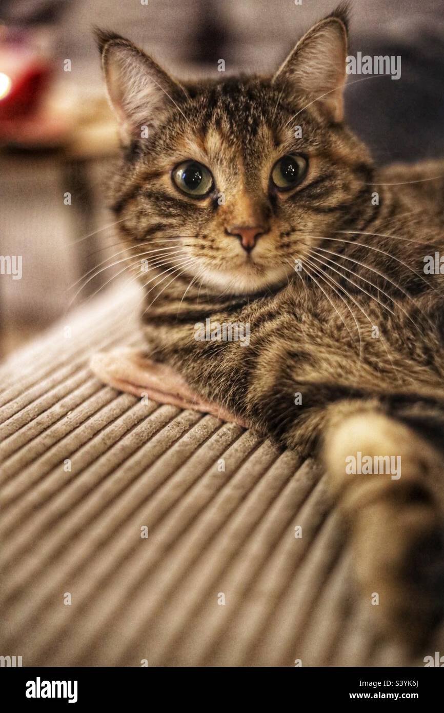Relaxing cat hi-res stock photography and images - Alamy