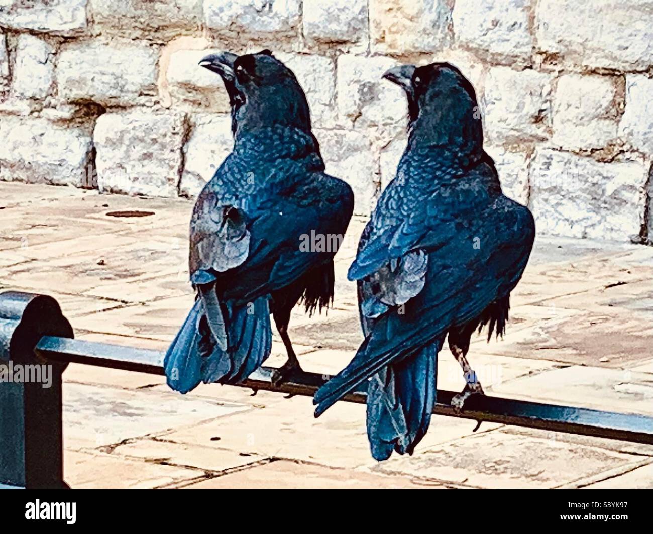 Two ravens hi-res stock photography and images - Alamy