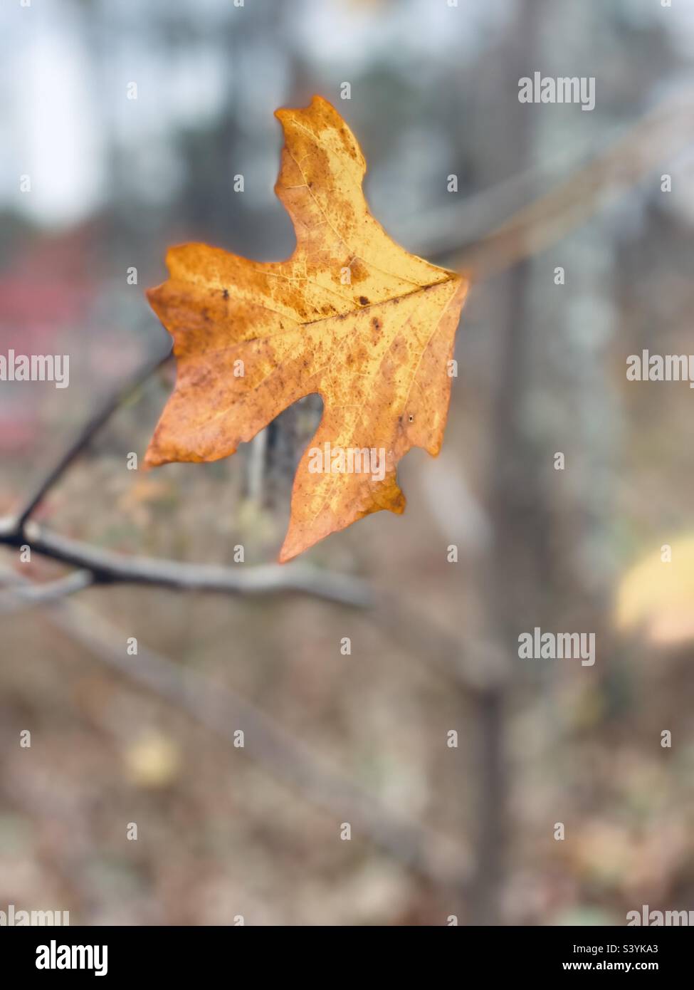 Tulip poplar hi-res stock photography and images - Alamy