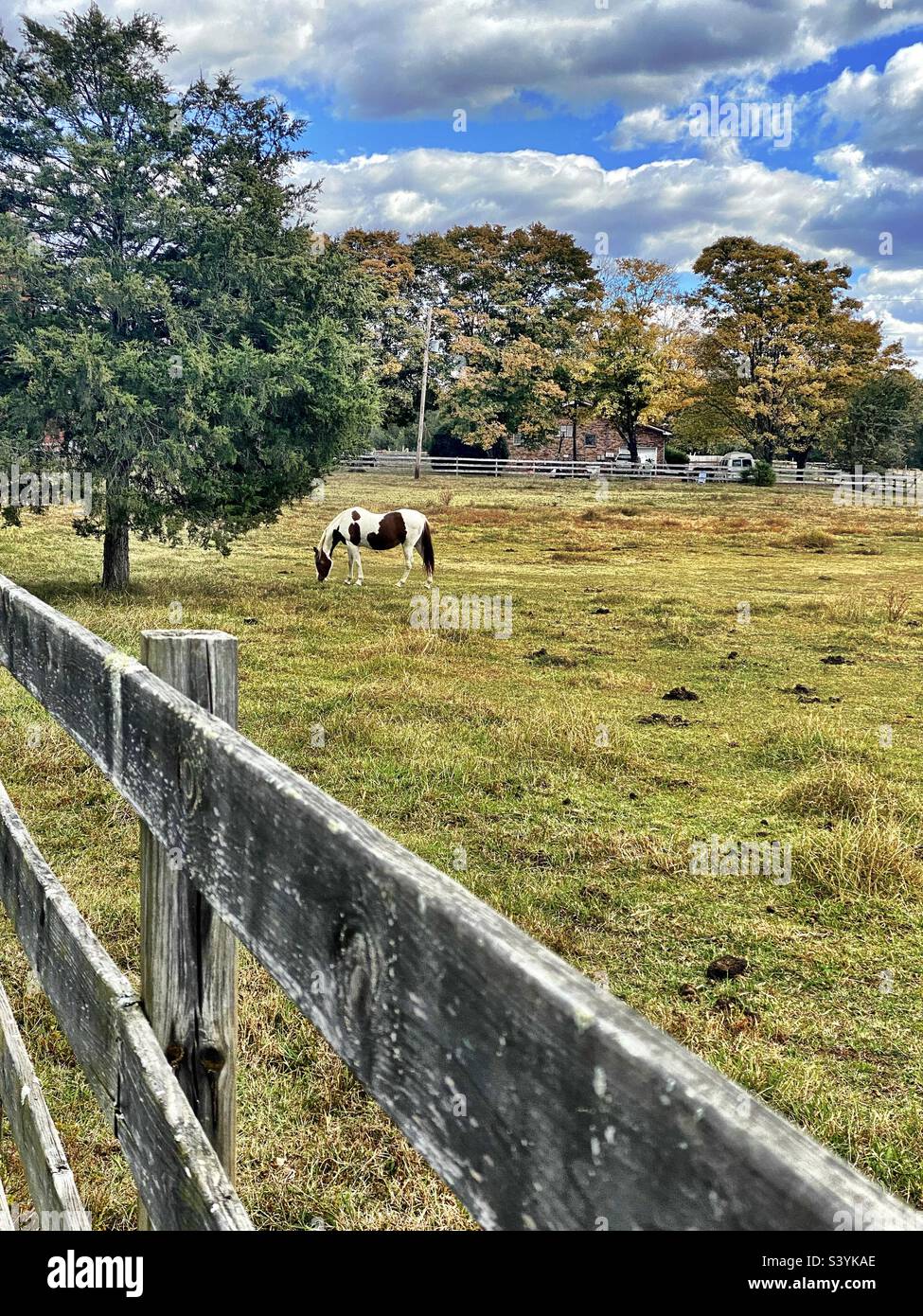 Painted pony hi-res stock photography and images - Alamy