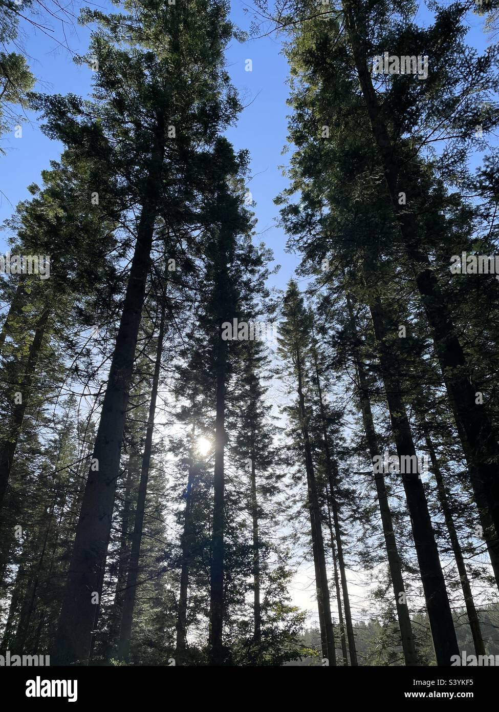 Sun and sky through tall trees hi-res stock photography and images - Alamy