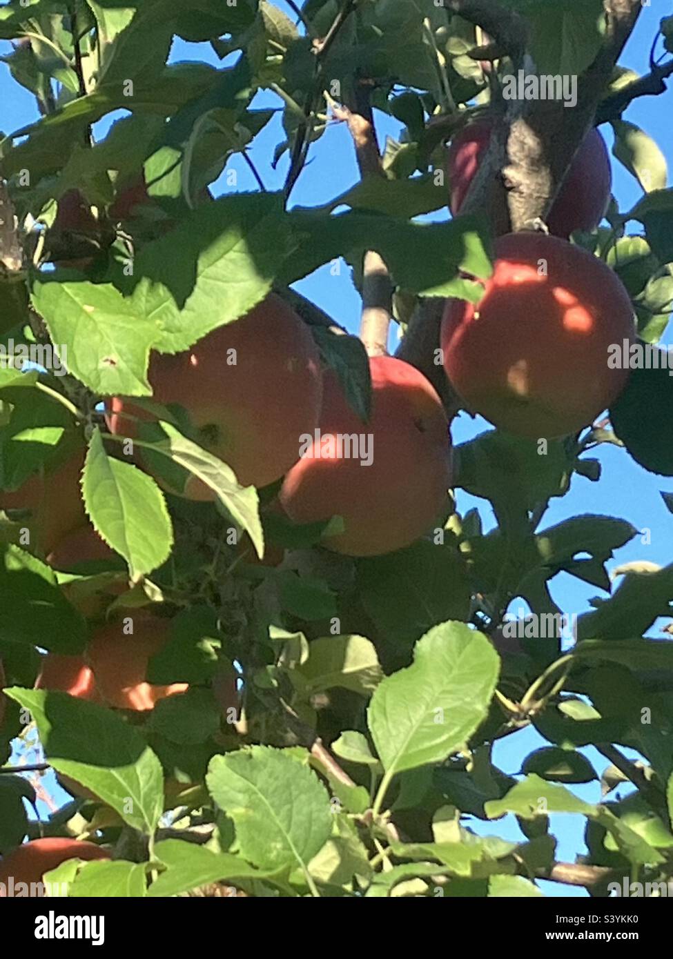 Honey crisp hi-res stock photography and images - Alamy