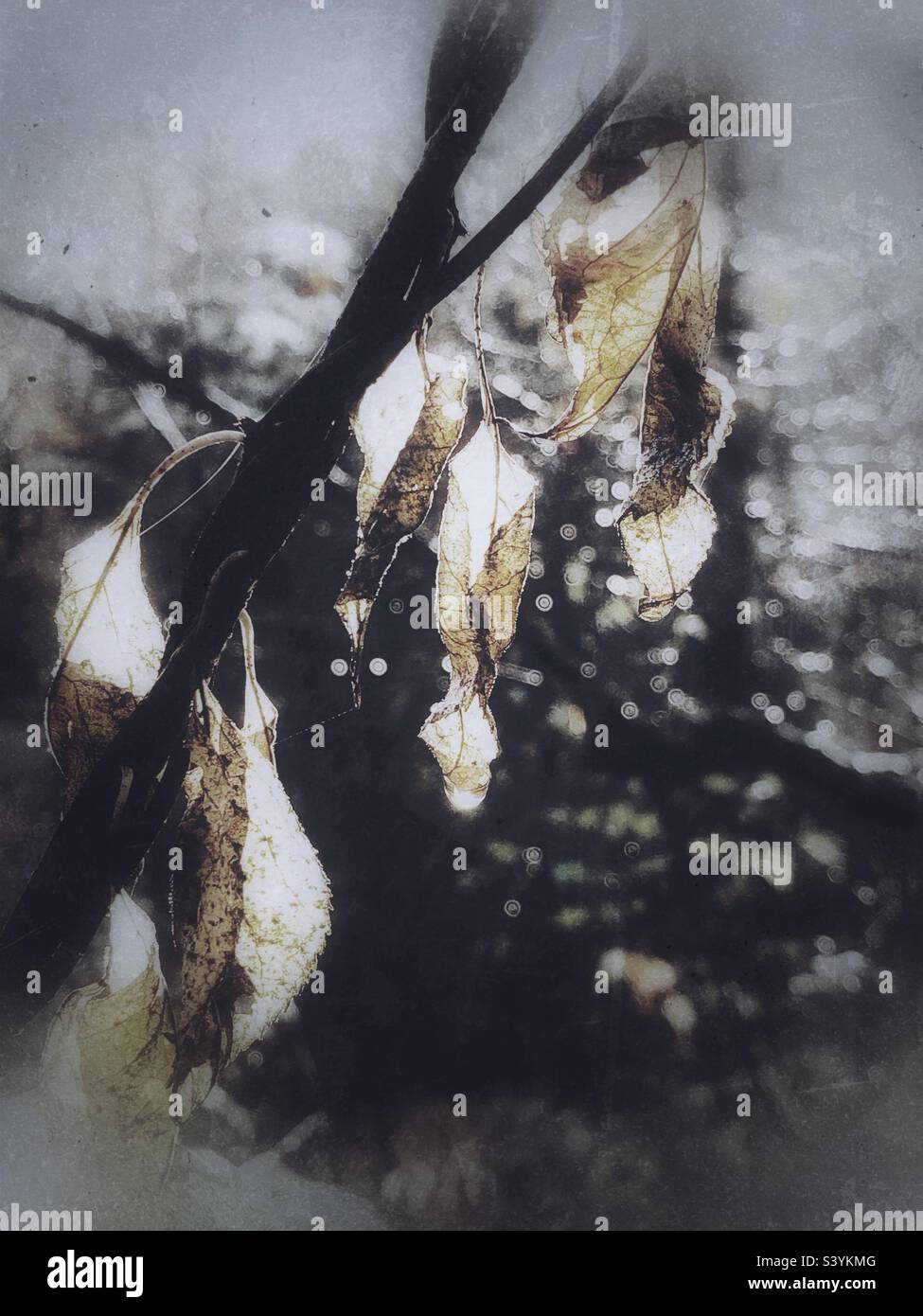 Faint background hi-res stock photography and images - Alamy