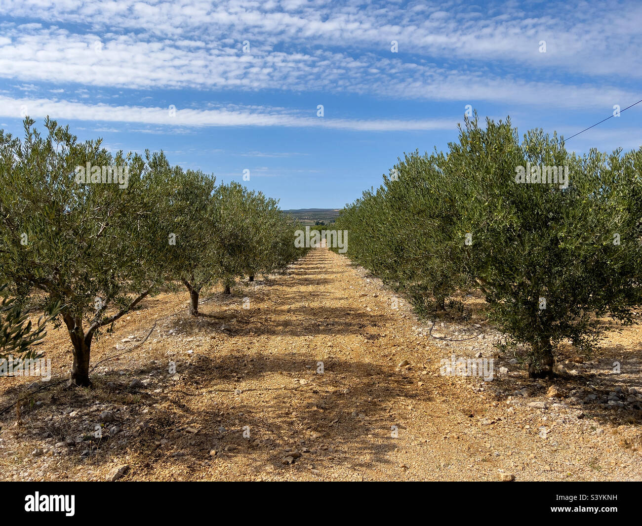 Olive grove on a farm in croatia Stock Photo - Alamy