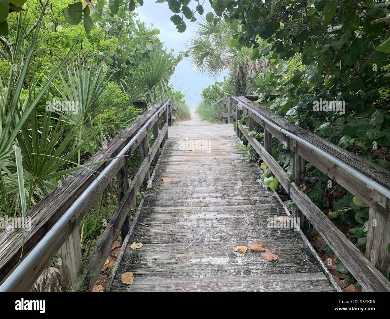 Beach foliage hi-res stock photography and images - Alamy