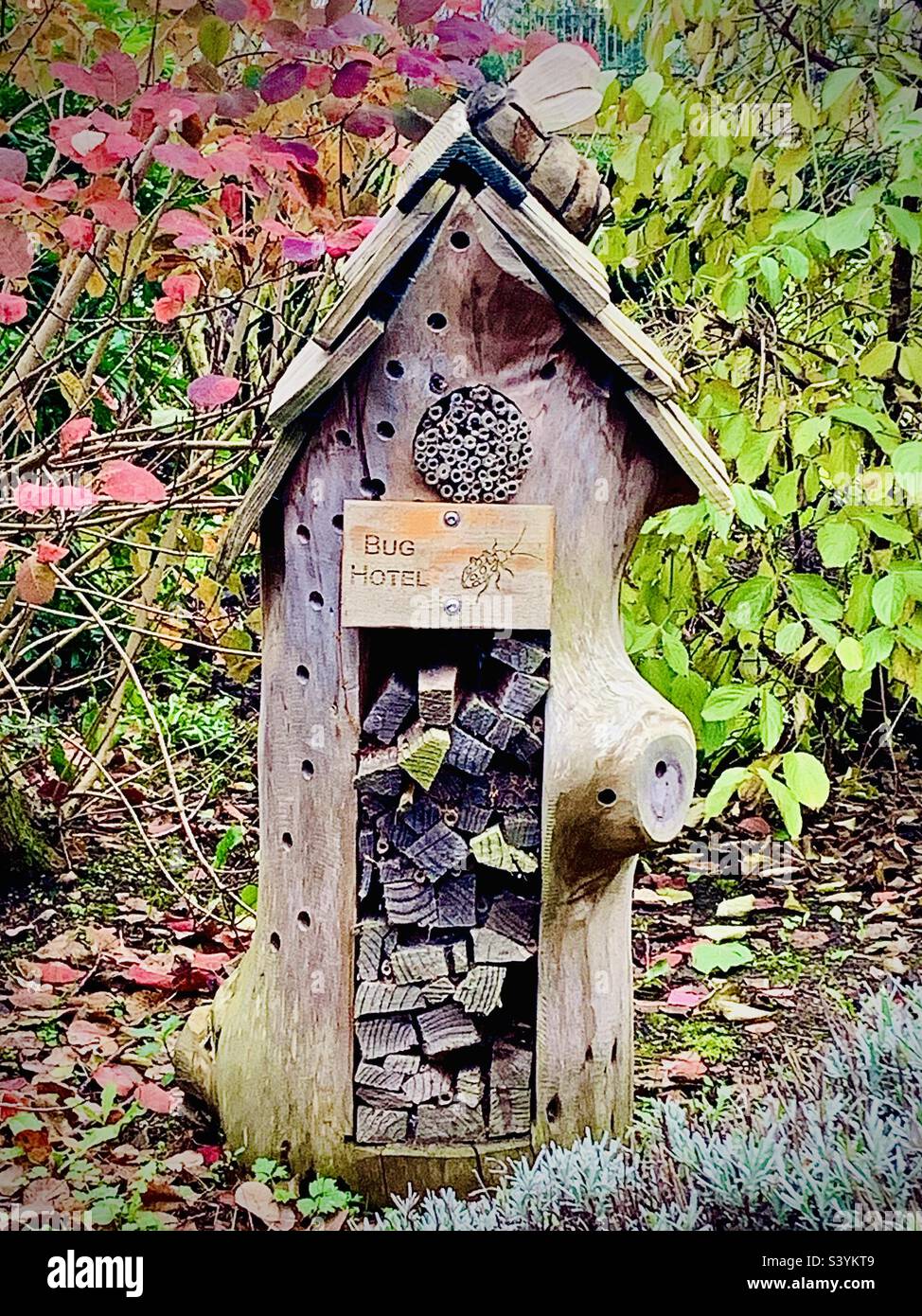 Leaves with bugs hi-res stock photography and images - Alamy