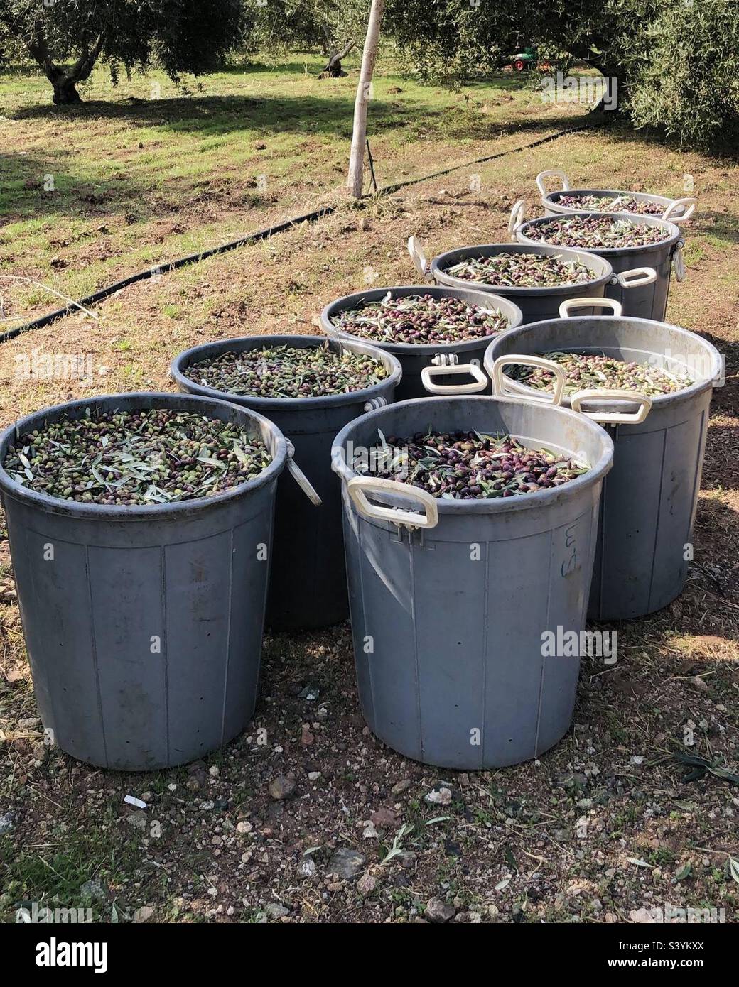 Large buckets of harvested olives Stock Photo - Alamy