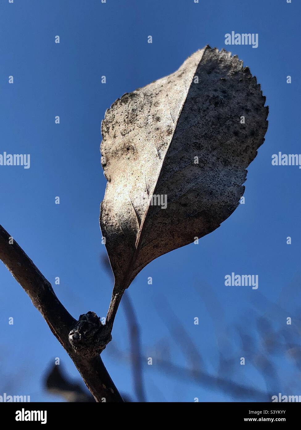 Leaf clinging hi-res stock photography and images - Alamy