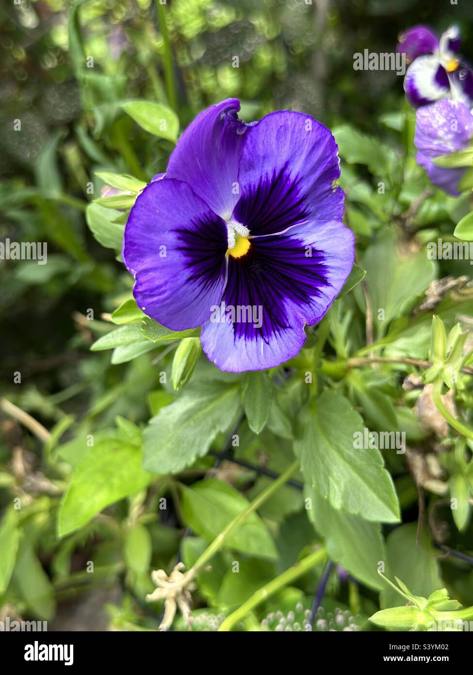 My favourite flower hi-res stock photography and images - Alamy