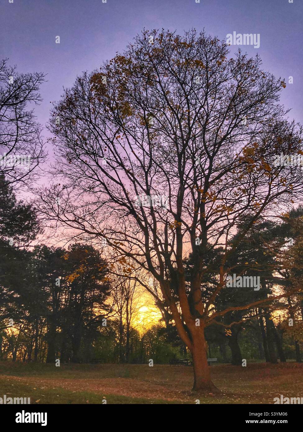 Backdrop of trees hi-res stock photography and images - Alamy