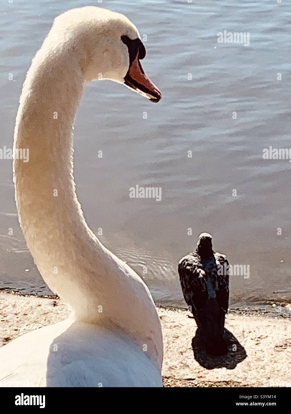 Swan and pigeon looking out onto the lake Stock Photo - Alamy