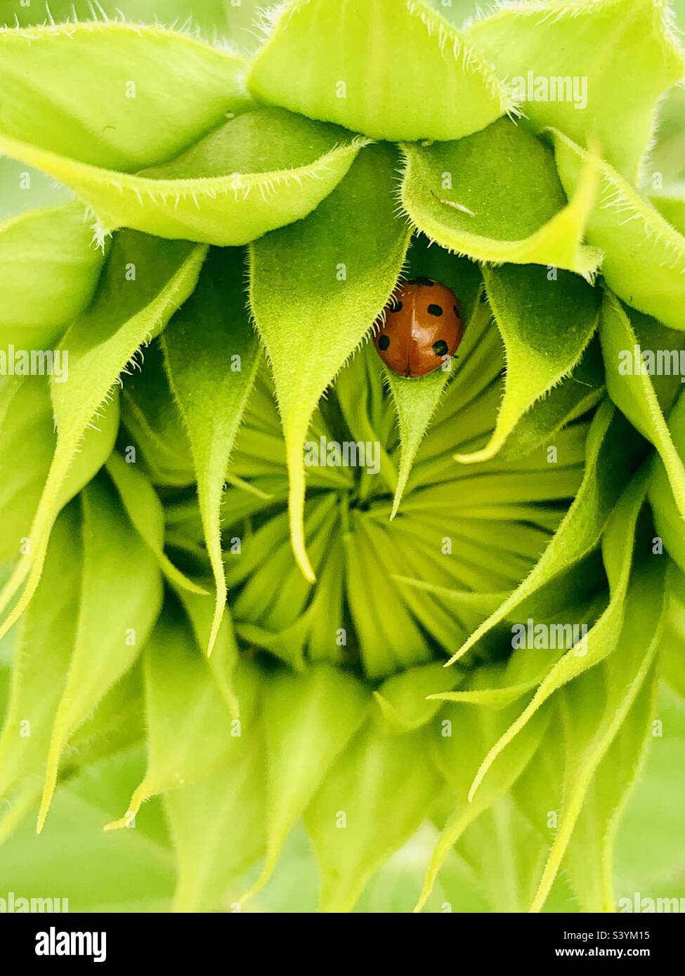 Ladybird bug on an unopened sunflower Stock Photo - Alamy