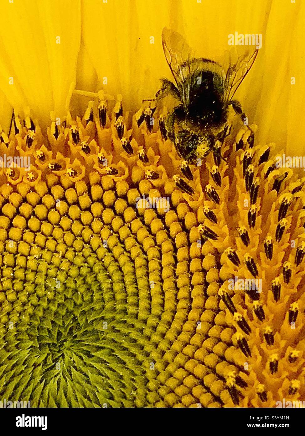 Bumble bee and sunflower hi-res stock photography and images - Alamy