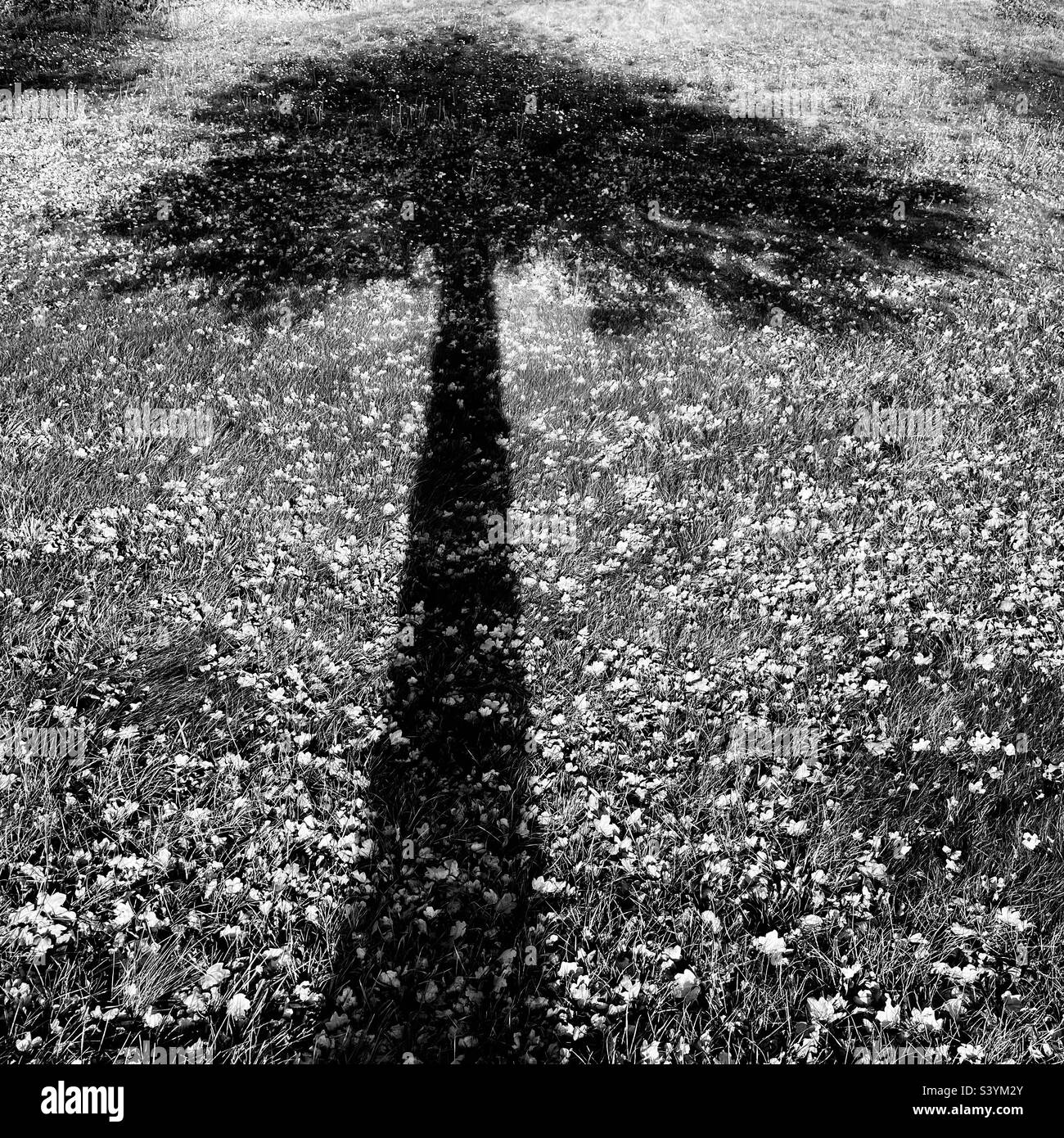 Shadow tree hi-res stock photography and images - Alamy