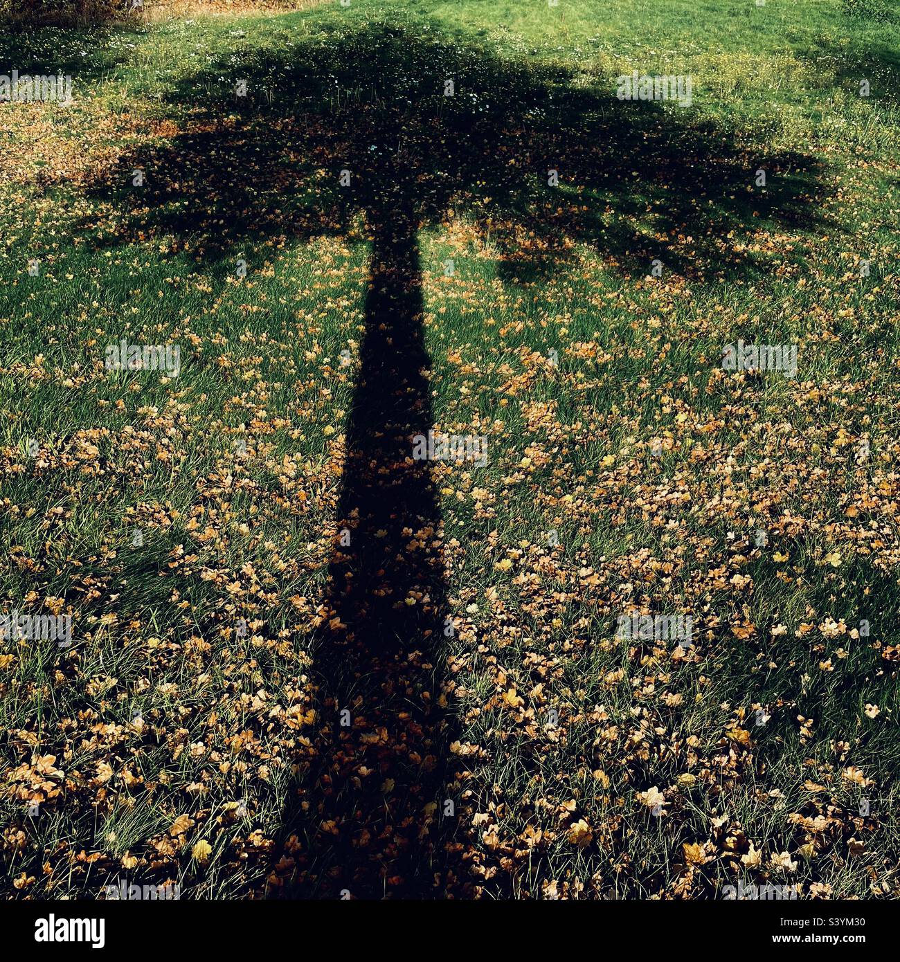 Leave shadow hi-res stock photography and images - Alamy