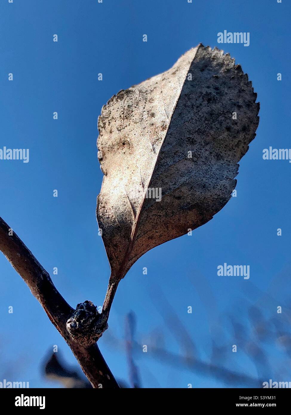 Lone last autumn leaf clinging to branch with full blue sky on crisp ...